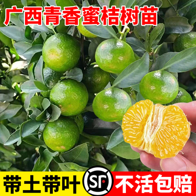 广西清香蜜桔树苗纯甜桔
