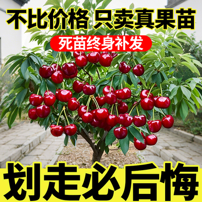 正宗车厘子树苗大樱桃果