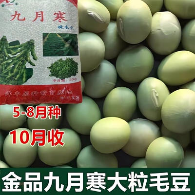 九月寒毛豆种子大粒晚熟青豆种孓高产鲜食重阳豆菜用蔬菜种孑