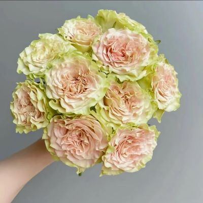 新品 上官婉儿 月季花苗 阳台庭院盆栽 切花绿玫瑰多季花卉植物