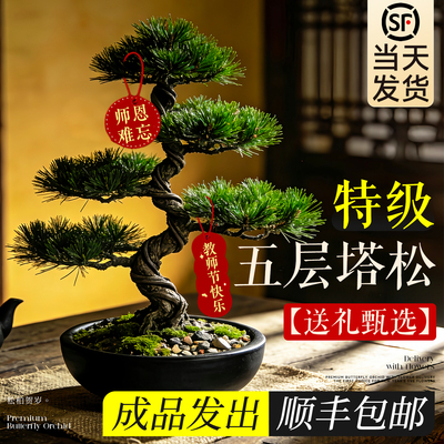 五层塔松乔迁送礼送长辈送领导