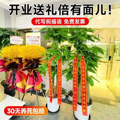 发财树客厅盆栽室送内大8.10发财型植植物花卉好养活招财绿绿植业