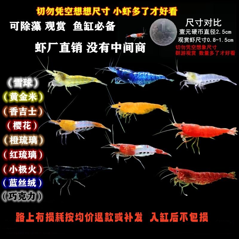 观赏虾七彩品种混养好养耐活鱼缸除藻清洁虾新手养殖