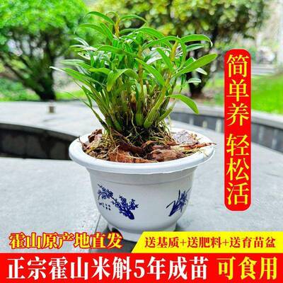 正DBC宗盆霍山斛苗原产根米地带铁皮石斛苗栽种植