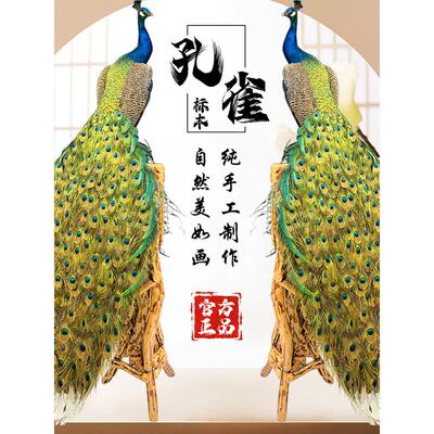 孔雀摆件玄关摆件 真羽毛客厅婚庆会所拍摄道具教学装饰工艺品