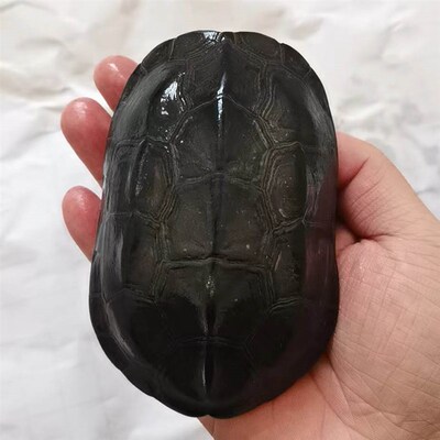 天然完整真墨龟草乌龟壳龟板六爻工具文玩手把挂摆件富甲天下