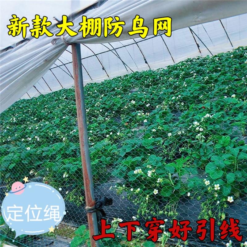 农用草莓大棚防鸟网葡萄天沟网西瓜棚口防鸟樱桃棚农用果园防护网
