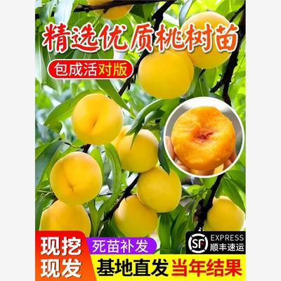 黄桃树苗果嫁接冬桃油南