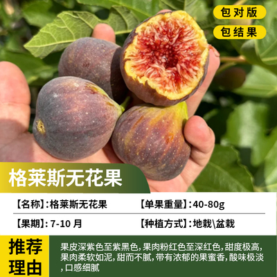 格莱斯无花果树果苗南北