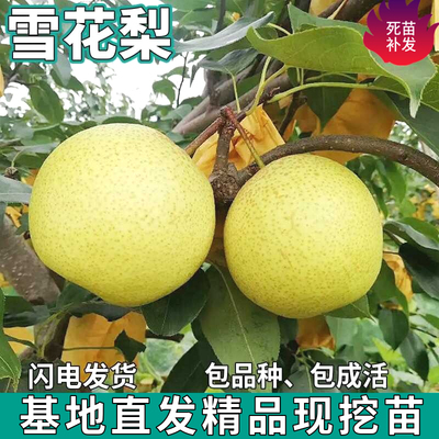 雪花梨树苗南北方地栽庭