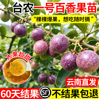 台农一号百香果苗钦蜜9号