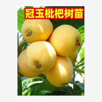 冠玉枇杷树苗南方北方庭