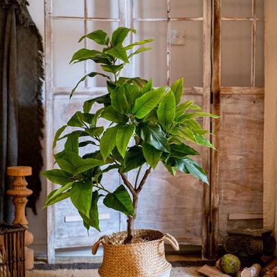 大型室真绿植月桂树盆栽客厅内网红仿落地装假饰树11HH1893摆件橱