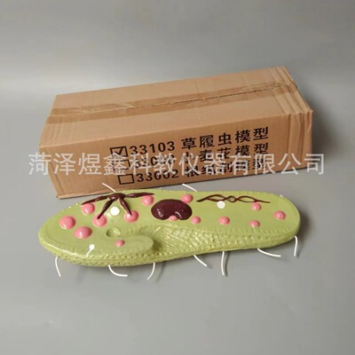 教学仪器 厂家供应 草履虫模型 33103 生物教学器材