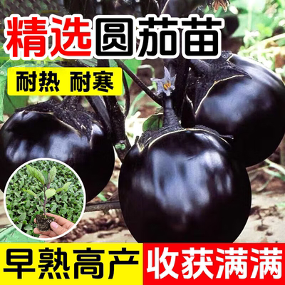 大果黑宝圆茄子秧苗秧黑紫茄宝果苗长杭茄四季盆栽种苗肉厚带土球