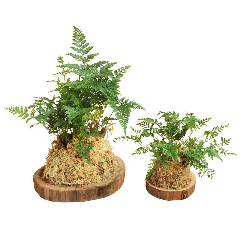 麦芽森林 纯手工板上种植蝴蝶兰鹿角狼尾蕨吊兰室内净化空气好养