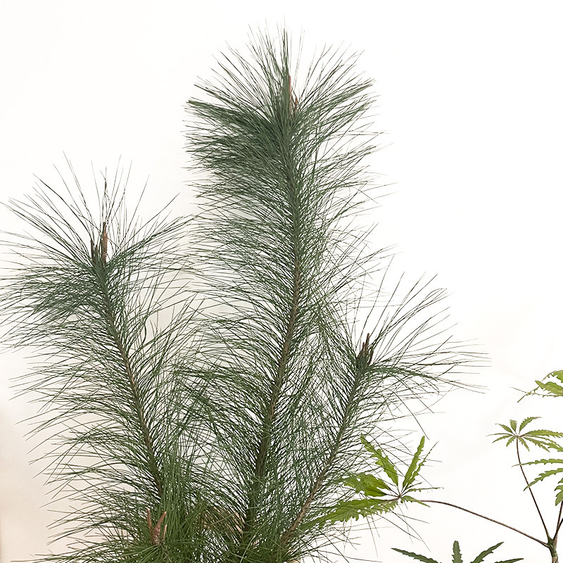 松针鲜切枝鲜花云南基地直发松枝花材花期长水培绿植鲜切枝条插花