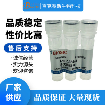Anti-CAPZA1 Monoclonal antibody 实验用单克隆抗体