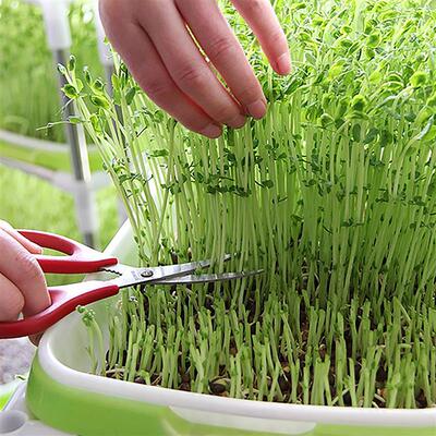 Germination Nursery Tray Pea Mung Bean Peanut Wheat Water Cu