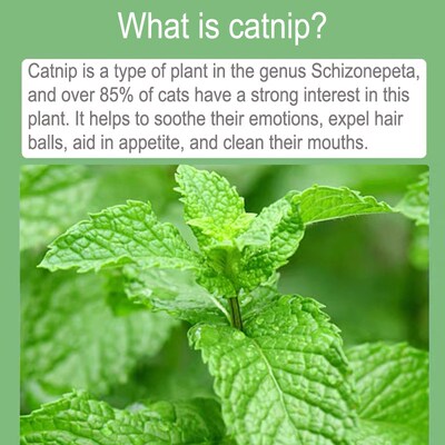 100% Natural Cat nip Organic Catnip Cat toys appetite