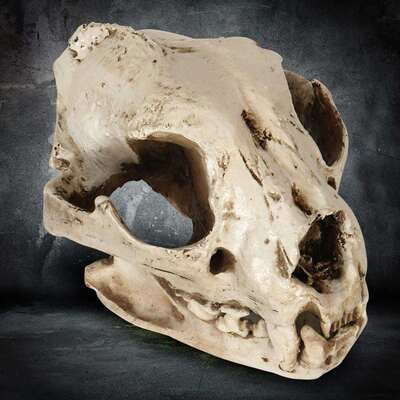 仿真土狗头骨 野狗头骨工艺品树脂动物骷髅头摆件万圣节