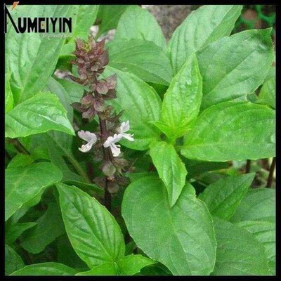 Red Bone Thai Basil Thai Basil seeds Basil herb basil seed