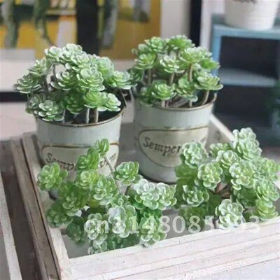 Artificial Mini Green Office Plant Wonderful Fleshy Garden