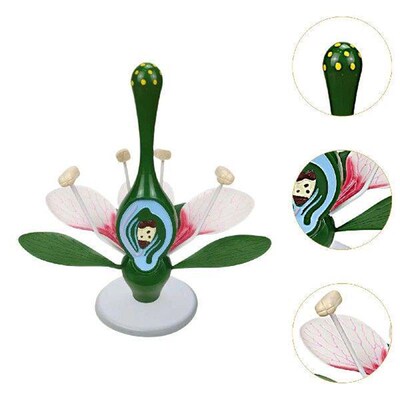 Dicot Flower Model Teaching Tools Classroom Supplies Sturdy