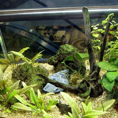 promotion Aquarium Plant Soil Substrate Aquatic Water Plant