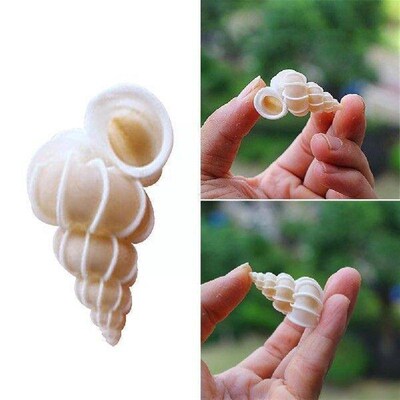 -5cm Natural Conch Specimen Snail Collection Landscape
