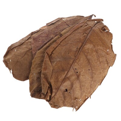 50pcs Natural Catappa Leaves Almond Leaf Fish Cleaning atmen