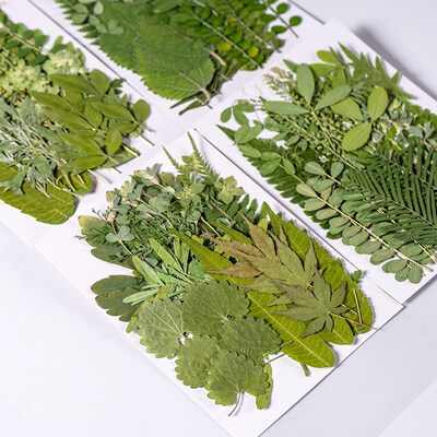 Real Leaf Plant Specimens Kindergarten Handmade ers Dried Fl