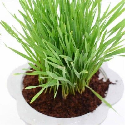 Tortoise Life Substrate Coir Discs Earth Substrate Brick
