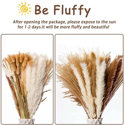 Dried Pampa Natural Decoratio Pampas Grass White Bed