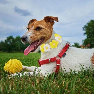Chewers Pet Collar Kitten Collars Neck Chain for Skin