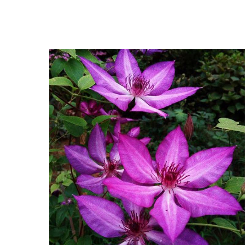 F系四季重瓣铁线莲爬藤植物花苗带花庭院花卉盆栽地栽观花植物