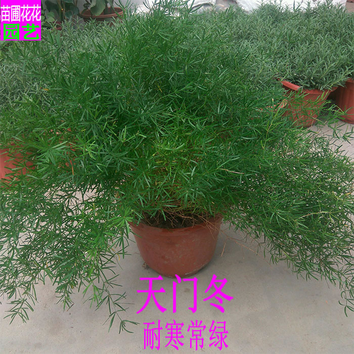 天门冬盆栽 常绿四季常青植物庭院花园阳台耐热绿植净化空气