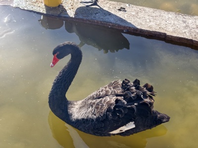 手机新年壁纸1毛钱专享发货升级优惠0.1元手机壁纸商品