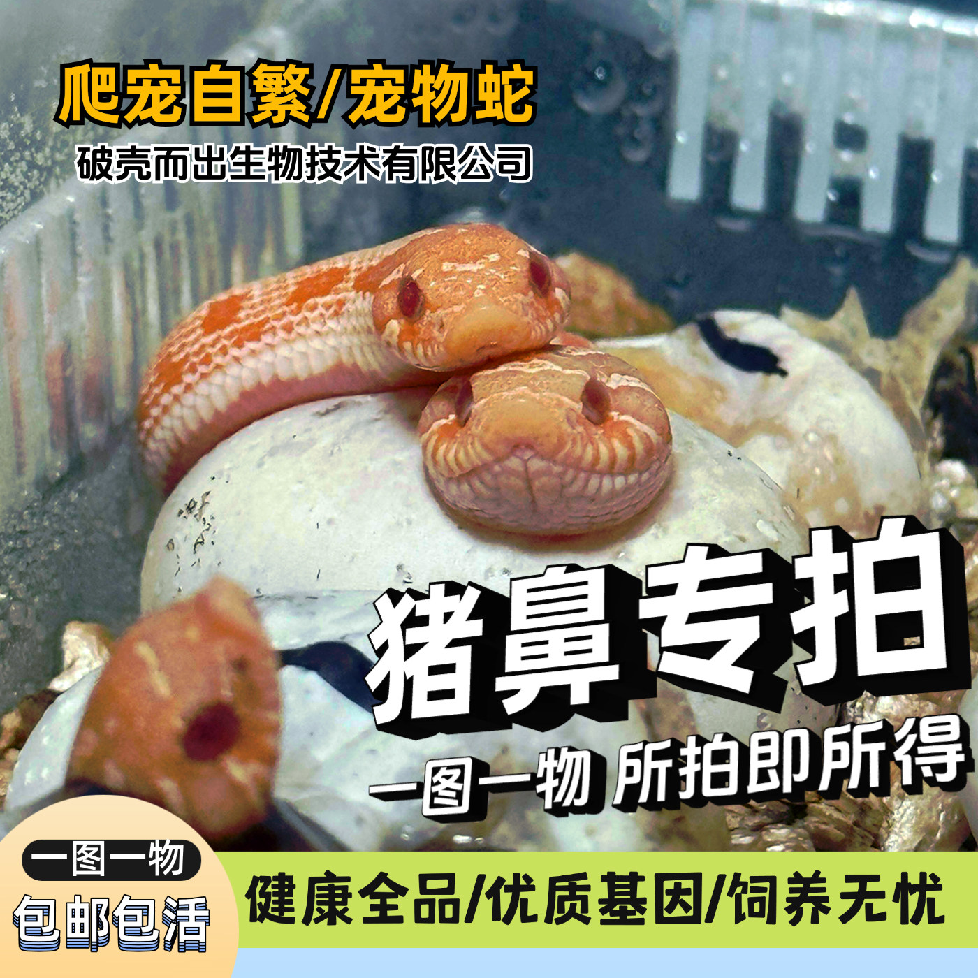 活体宠物蛇猪鼻蛇玩具蛇温顺无毒不咬人爬宠网红宠物视频挑选