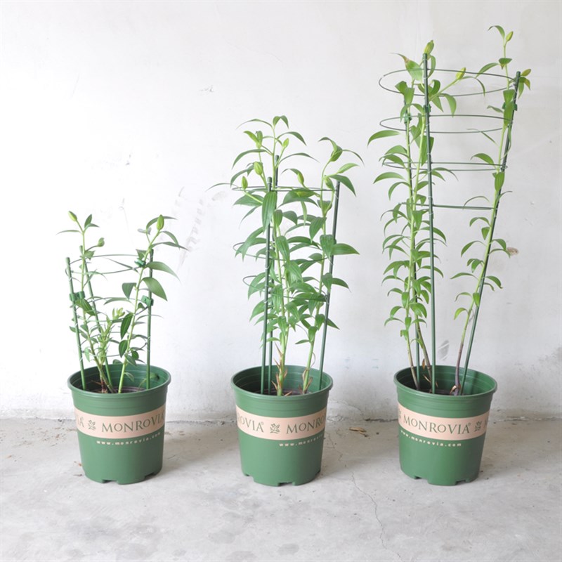 园艺用品 植物固定爬藤架子 铁环花支架园艺支架攀爬植物专用花架