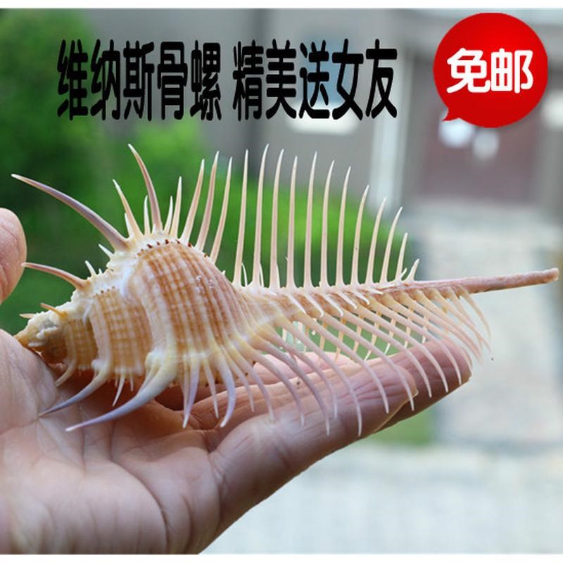 包邮天然海螺贝壳珊瑚女巫骨螺维纳斯螺标本螺装饰 收藏礼品摆件