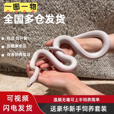 一图一物活体宠物蛇新手温顺品种