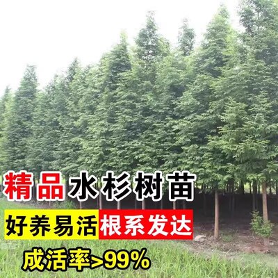 水杉树苗水杉水培矮化水杉树苗鱼缸造景四季盆栽沙树水杉树苗大号