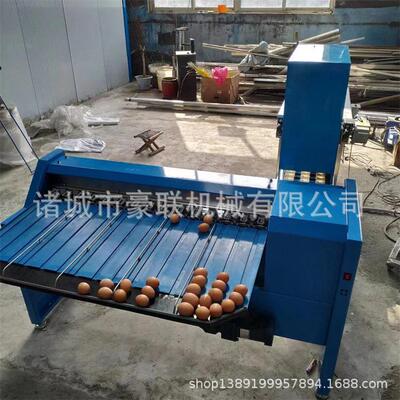 鸡蛋分级机 每小时5400枚产量 精准分选 效快捷 出口品质