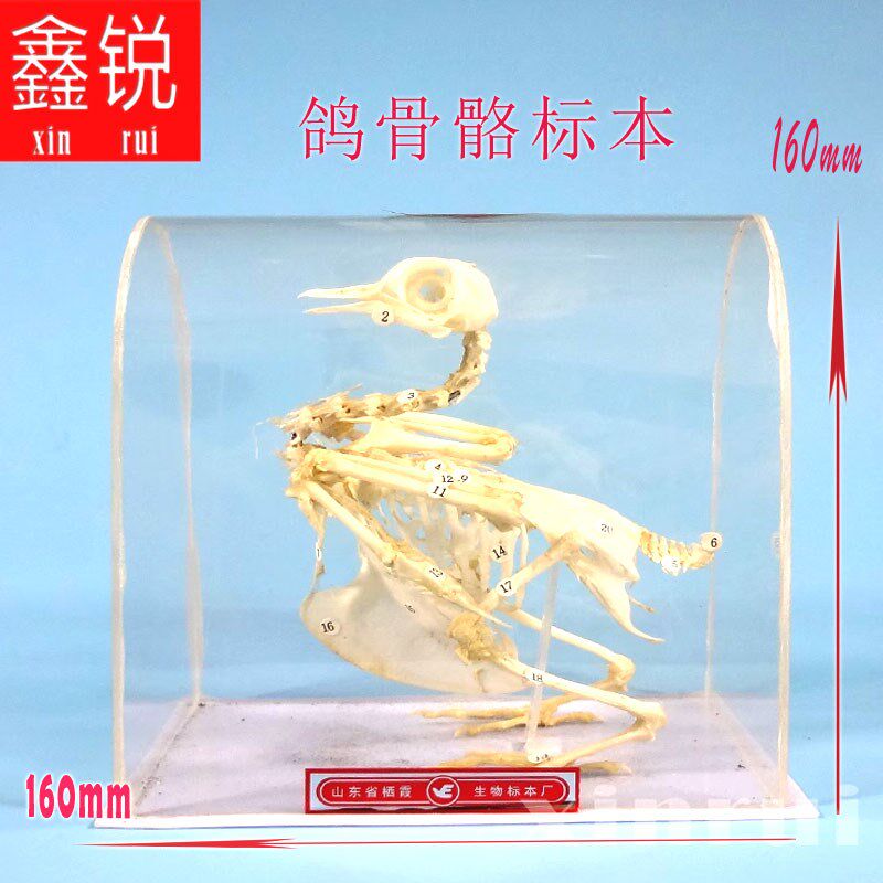 J43109 鸽骨骼标本 生物标本 鸽子骨架模型 教学仪器 生物模型