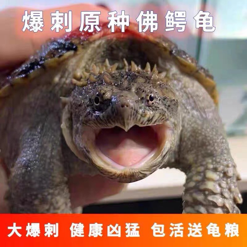 野后纯佛鳄龟北美鳄龟粗刺高背 头大爆刺 活体宠物观赏宠物