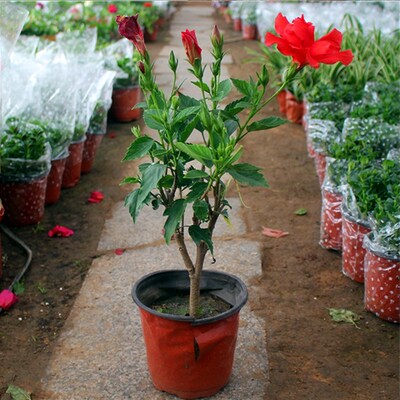 庭院室内观花植物扶桑花苗盆栽朱槿牡丹芙蓉花卉大花木槿四季花开