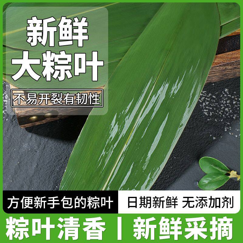 新鲜粽叶现采现发宽大箬叶端午包粽子专用清香软糯家用大粽子叶