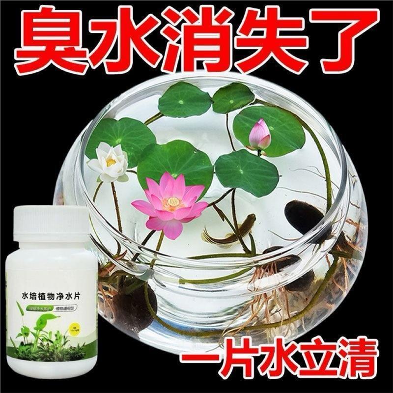 鲜花保鲜片水培植物专用净水片富贵竹碗莲净水保鲜花卉保鲜剂
