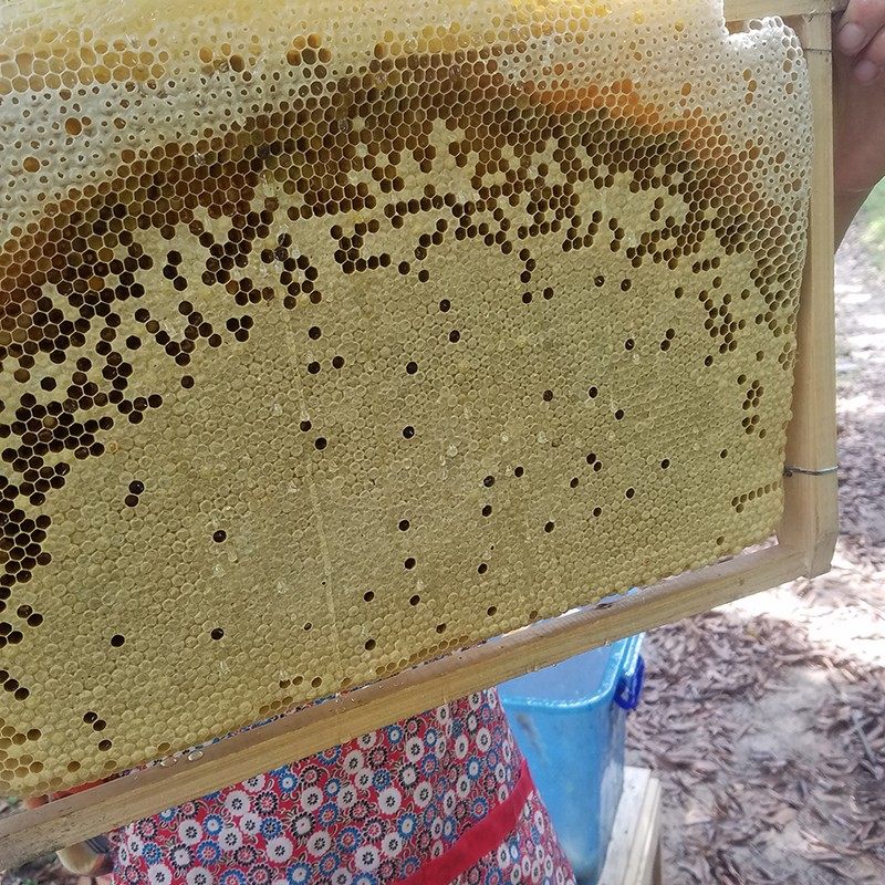 笼蜂蜂种授粉蜜蜂中蜂蜂群活蜜蜂群群蜂带王带子脾整箱出售包邮